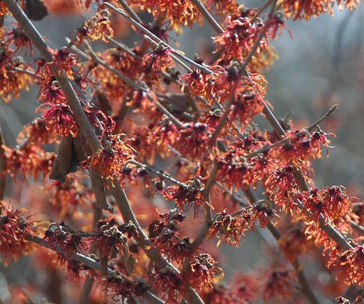 A lovely witch hazel ~ Garden Architecture Blog