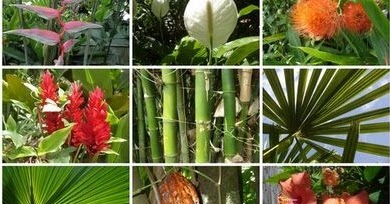 Jenis Tumbuhan atau Flora Di Indonesia Bagian Tengah | Excloset