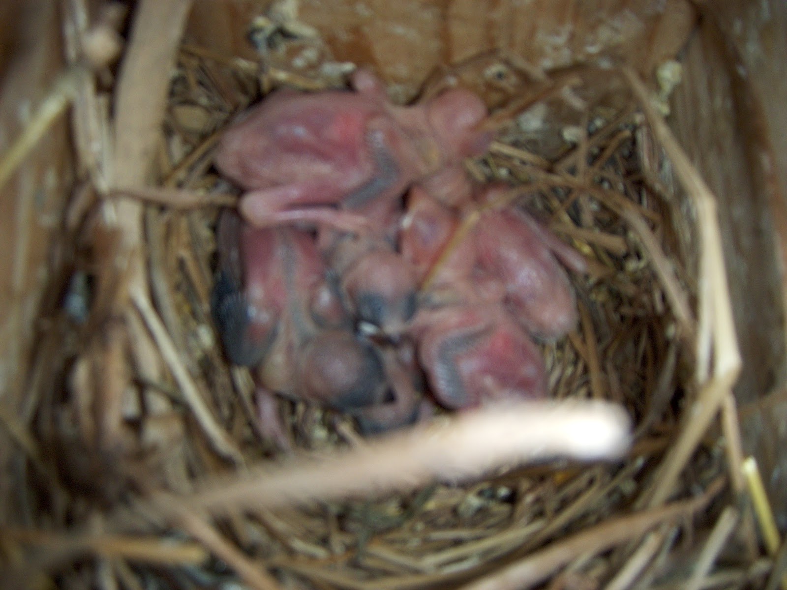 CRIAÇAO DE AVES: crias de pardais de java