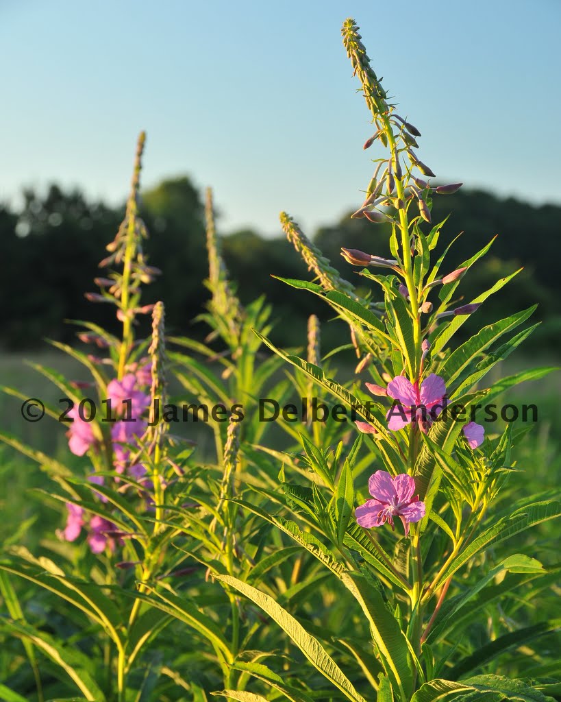 James Delbert Anderson Photography: Blooming Fireweed!