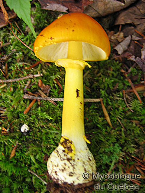 Le Mycoblogue du Québec: LES AMANITES