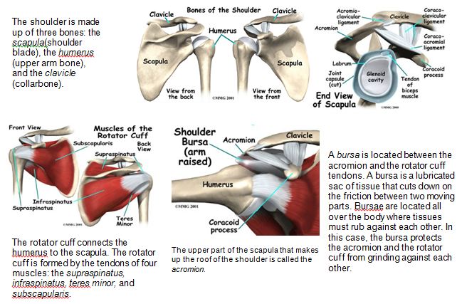 Gateway Bay Colony Chiropractic: Rotator Cuff - Injuries & Treatment