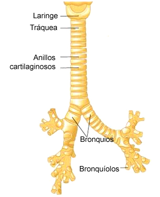 Enfermedades infantiles: BRONQUITIS EN NIÑOS