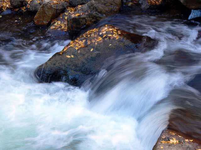 FLORAIS DE BACH - Soluções Perfeitas e Criativas