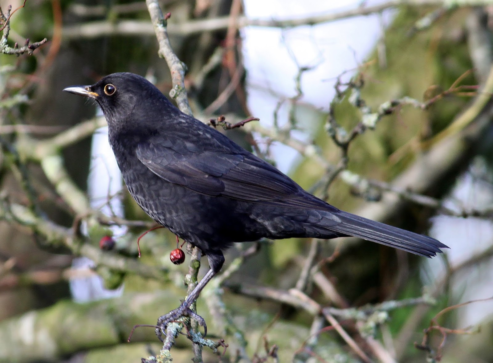 Another Bird Blog: Who Wants To Be A Millionaire?