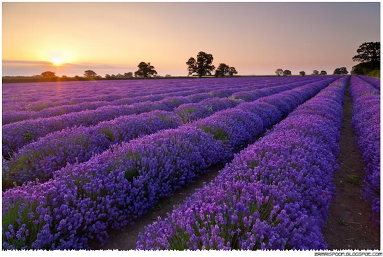 Menarik ! Keindahan Ladang Bunga Lavender Yang Menakjubkan. ~ zamrispoon