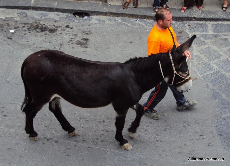 Blog del Mela: Quarta rassegna del cavallo indigeno siciliano e dell ...