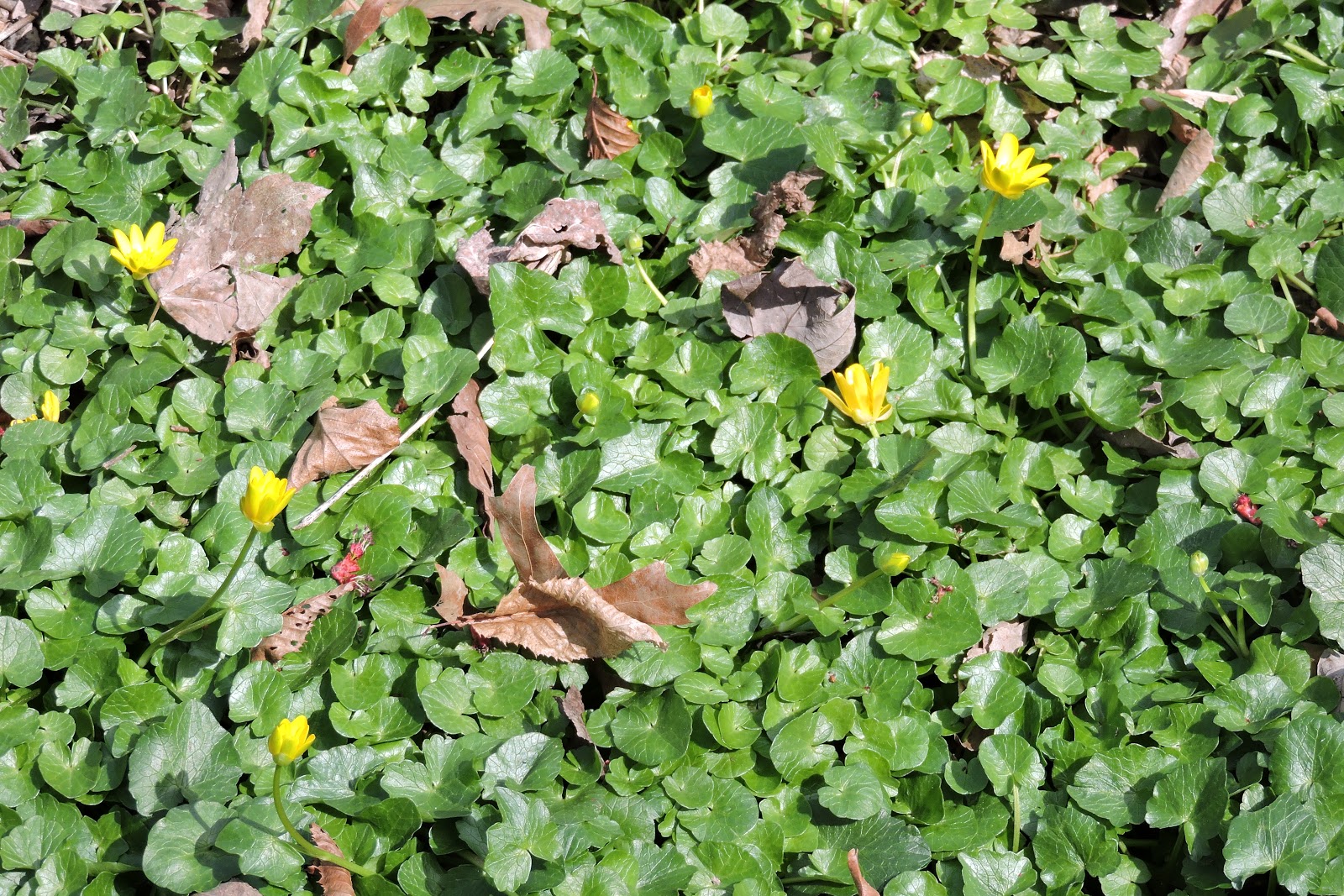 Capital Naturalist by Alonso Abugattas: Lesser Celandine - Fig Buttercup