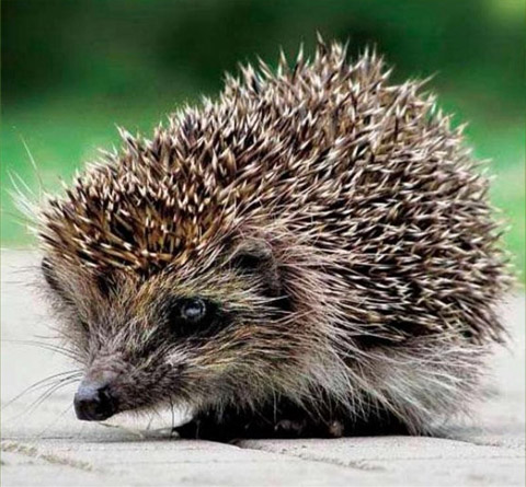 - චතූගේ කථා -: - ලස්සනම ලස්සන පුංචි සත්ත්ව සුරතලුන් [රූප කථා] - Posted ...