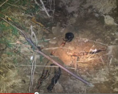 Phantoms and Monsters - Real Cryptid Encounter Reports - Fortean ...