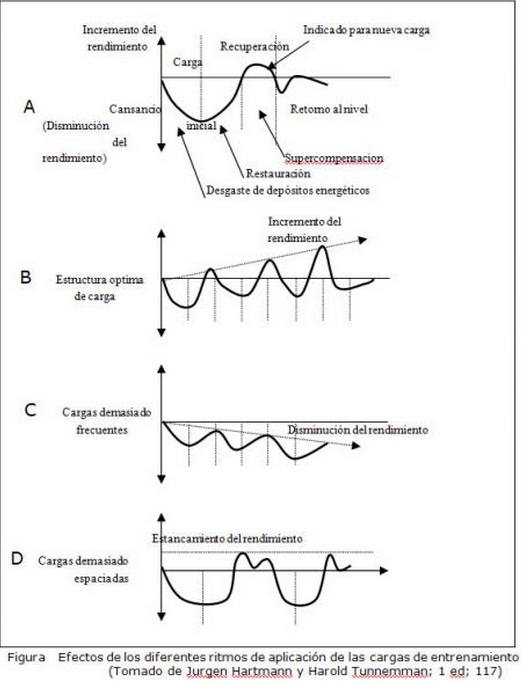 JV ENTRENADOR PERSONAL: Principio de Supercompensacion