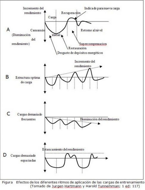 JV ENTRENADOR PERSONAL: Principio de Supercompensacion