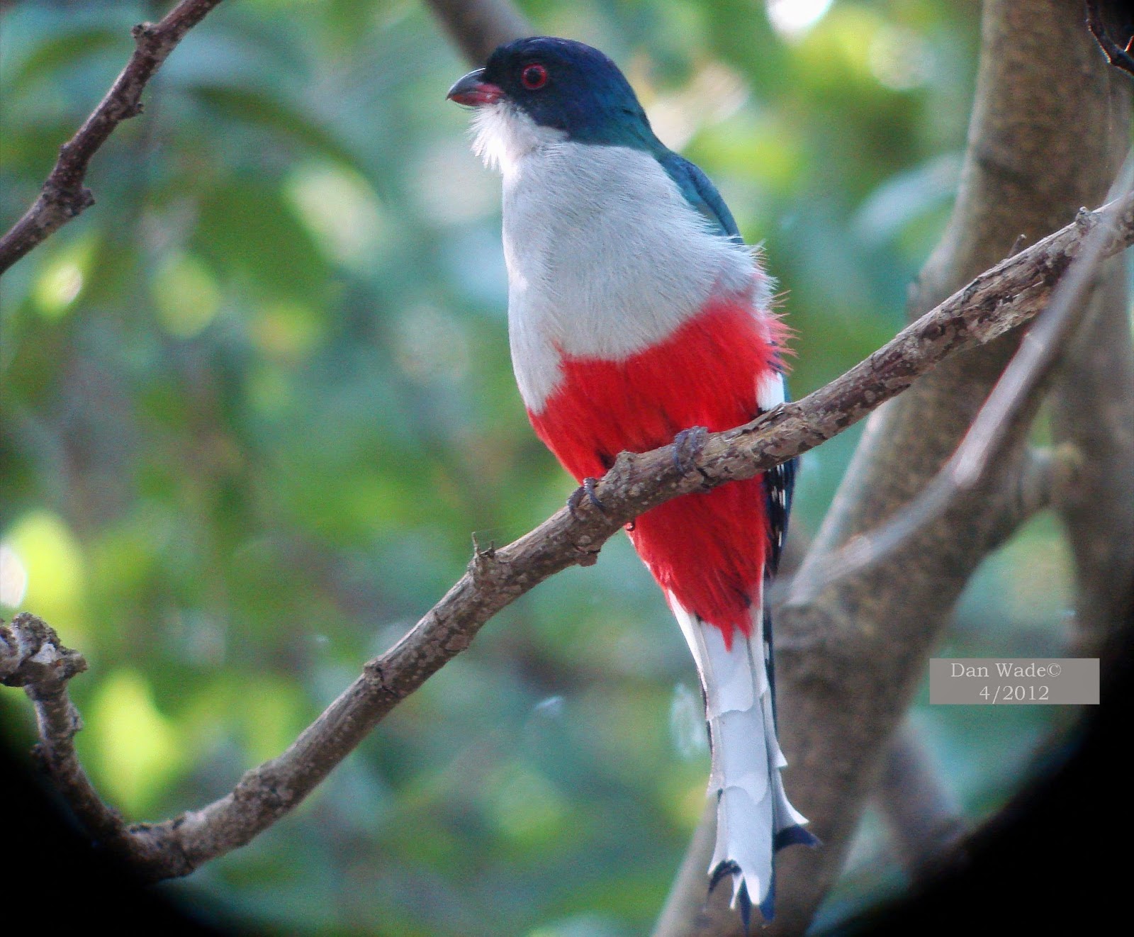 Segunda cita: Defensa de nuestras aves