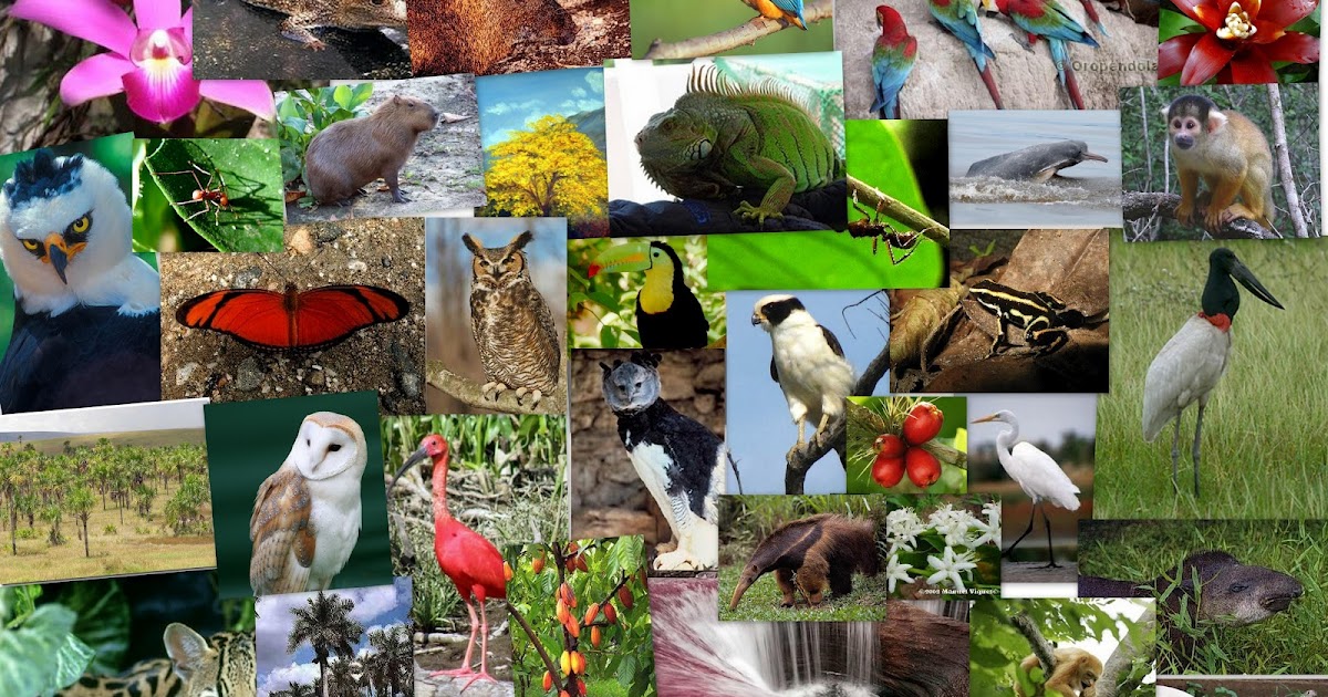 Flora y Fauna de Colombia