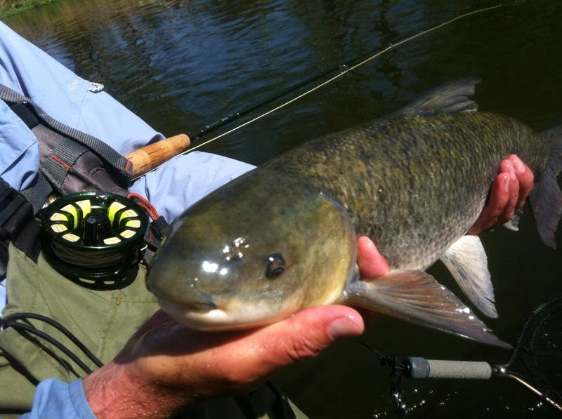 Flies2Fish: A Big Fish Day