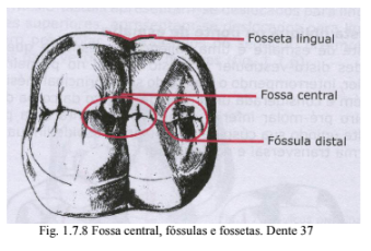 Resumo- Anatomia Buco-Maxilo-Facial