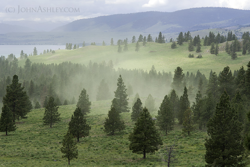 Wild and Free Montana: Ponderosa Production