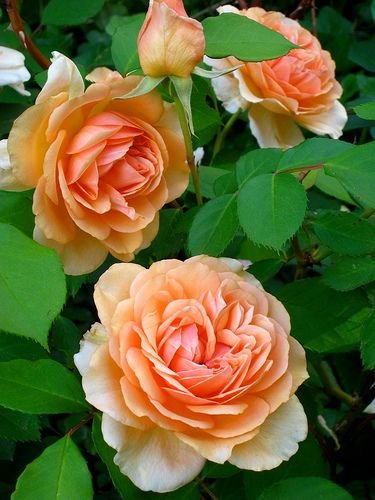 flores con frases y mas: ROSAS COLOR DURAZNO