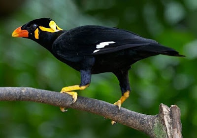 Beo Nias (Gracula religiosa robusta) - Budgie Bird