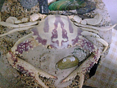 நண்டும் தூய சவேரியாரும் (Saint Francis Xavier and the Crab): | St ...