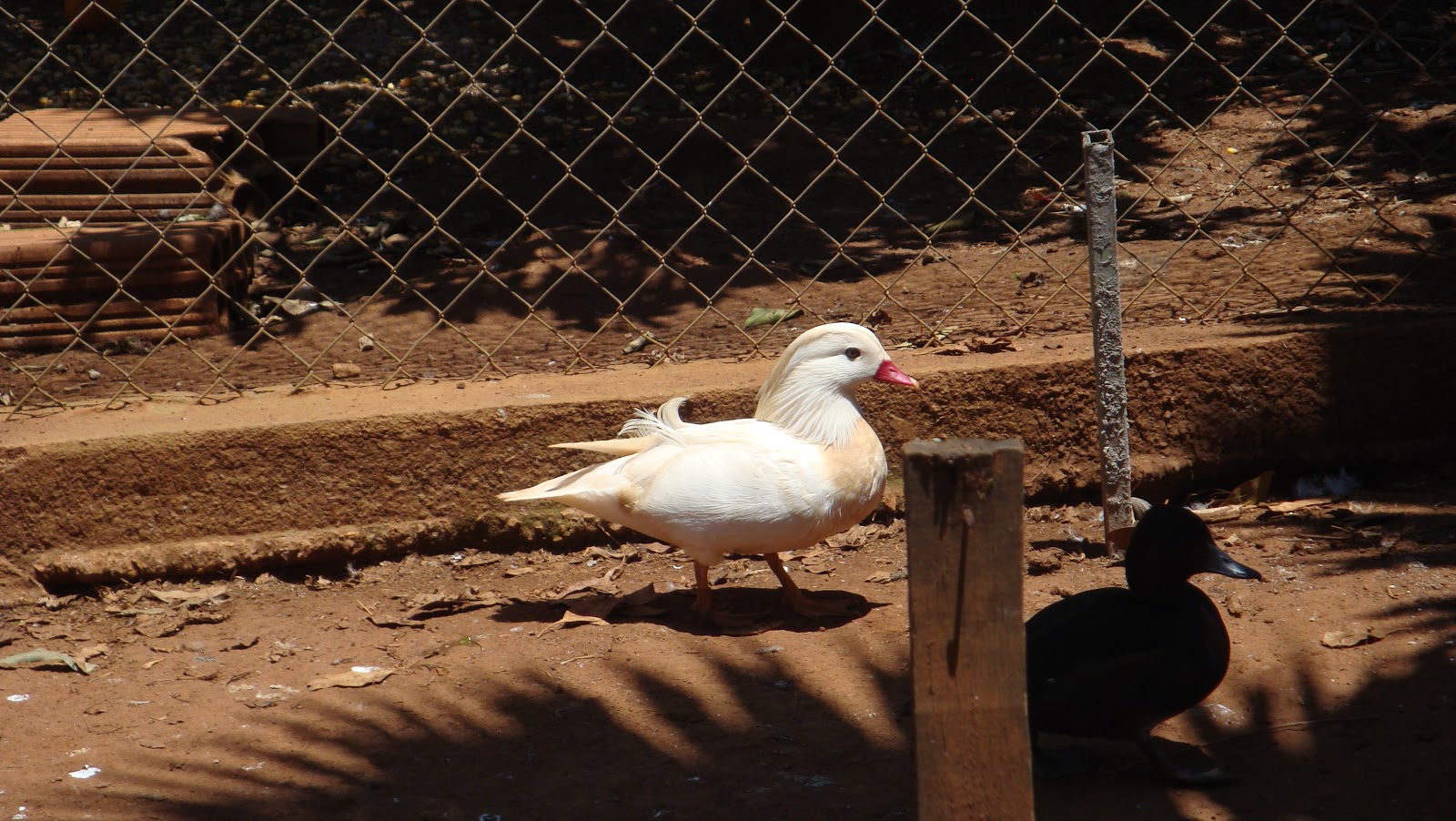 Vendas de Aves Ornamentais: Marreco Mandarim Branco