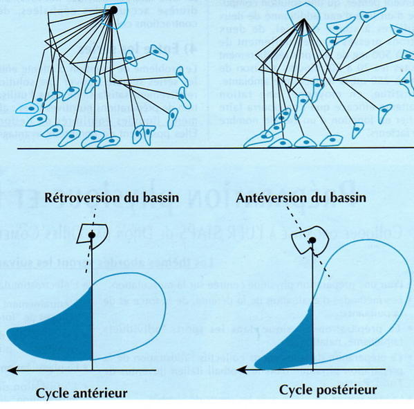 Hamdi Mhirsi : Biomécanique de la course