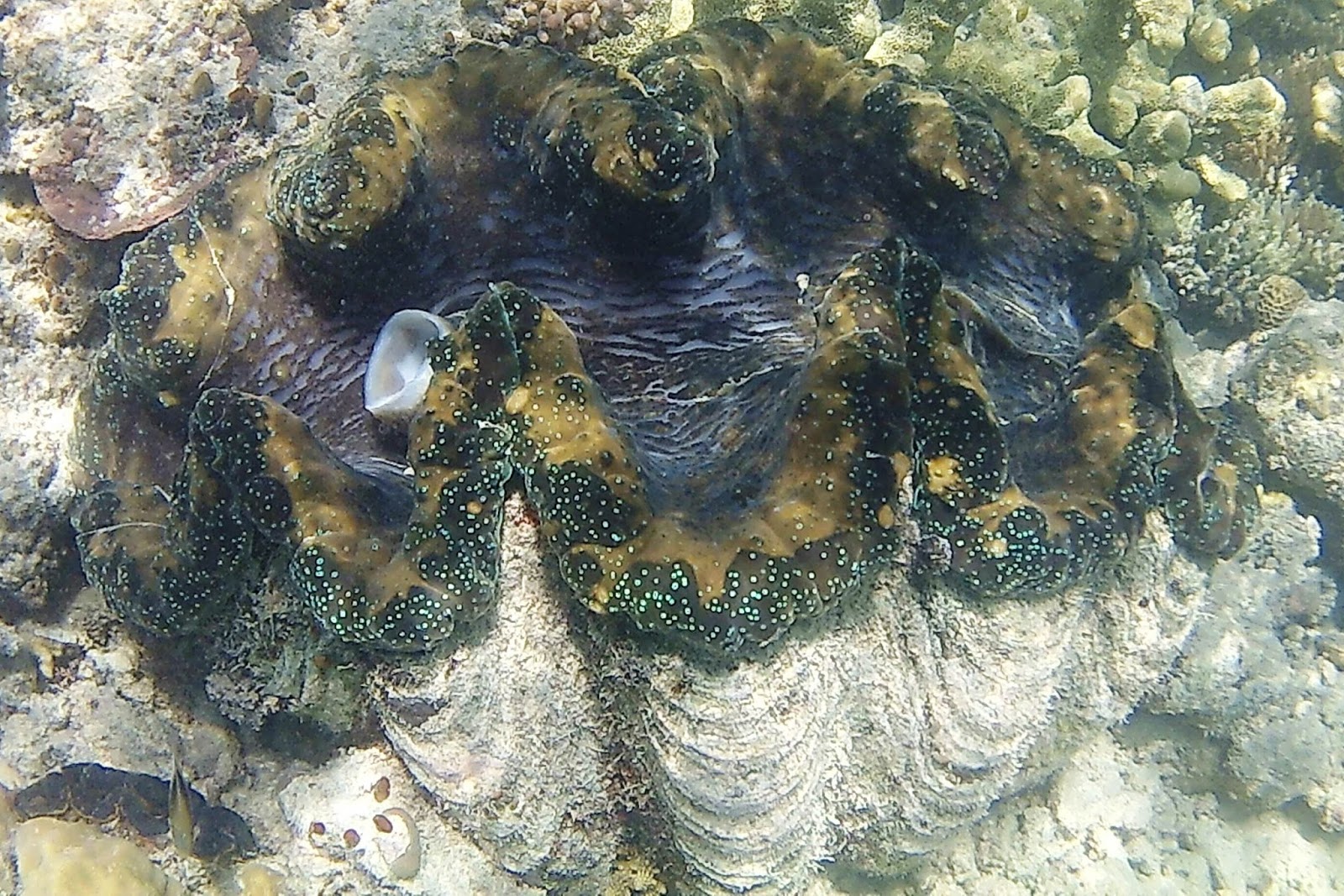 Dreamtime Sail: Batt Reef - We're all alone on the outer Great Barrier Reef
