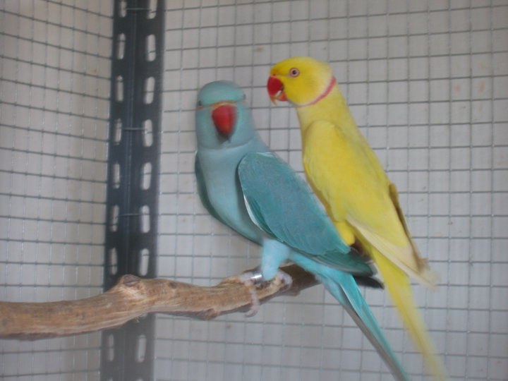 O Mundo das minhas Aves: Ring Necks