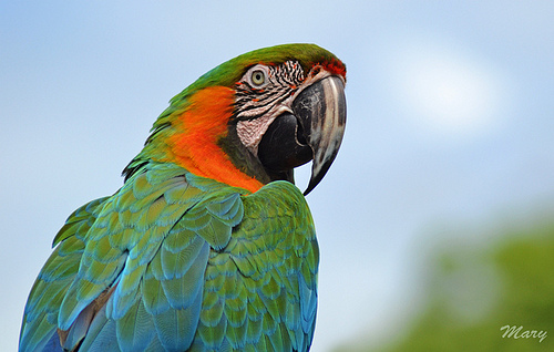 Maui Sunrise Macaw