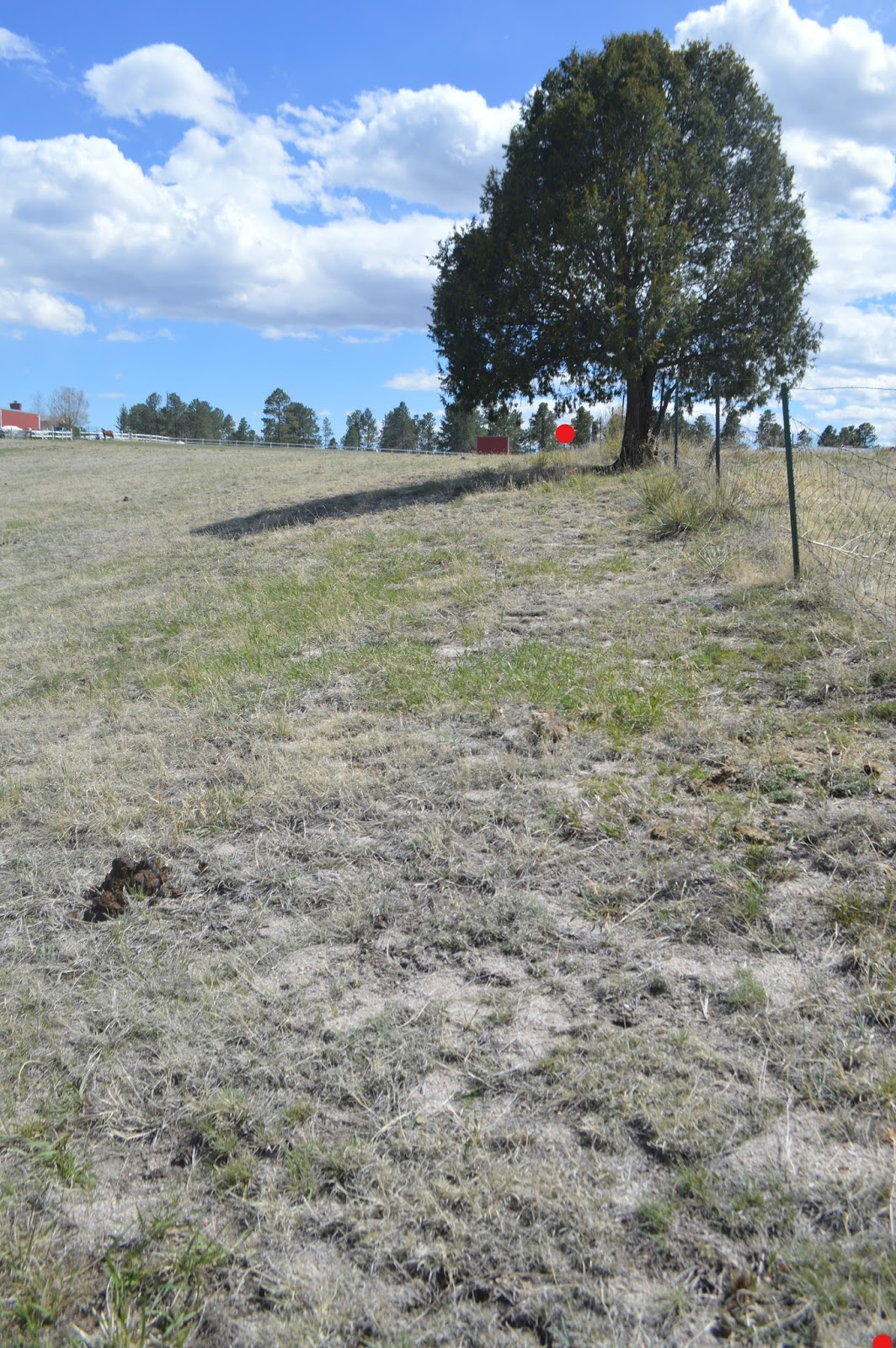 Courageous Joy: Pacing off 5 Acres