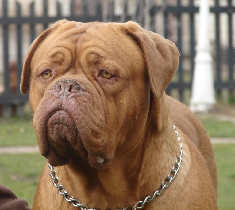 Rustic Bordeaux: Qvaid z Orisku...