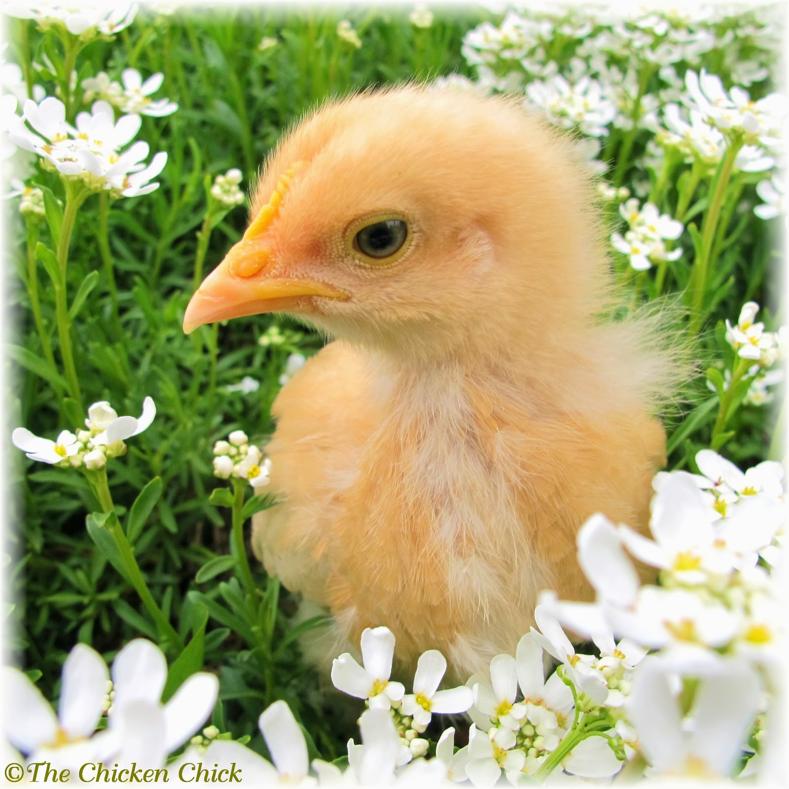 Build a Better Brooder for Raising Baby Chicks