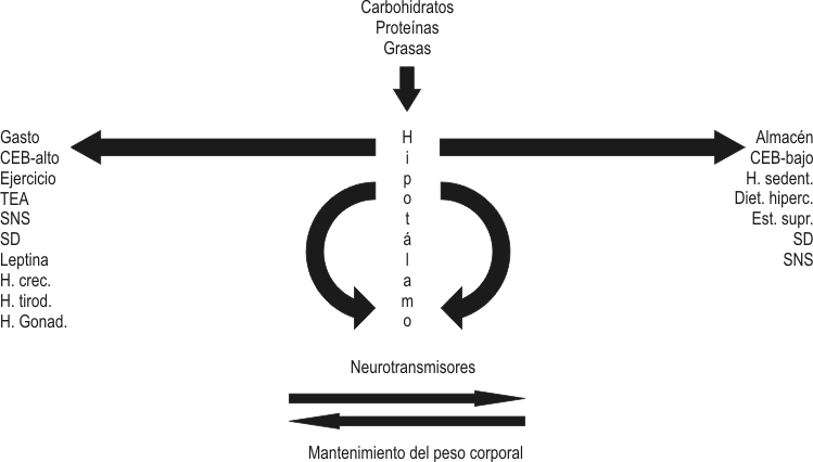 Nutricion: EFECTO TÉRMICO DE LOS ALIMENTOS Y TERMOGENESIS- ELIZABETH ...