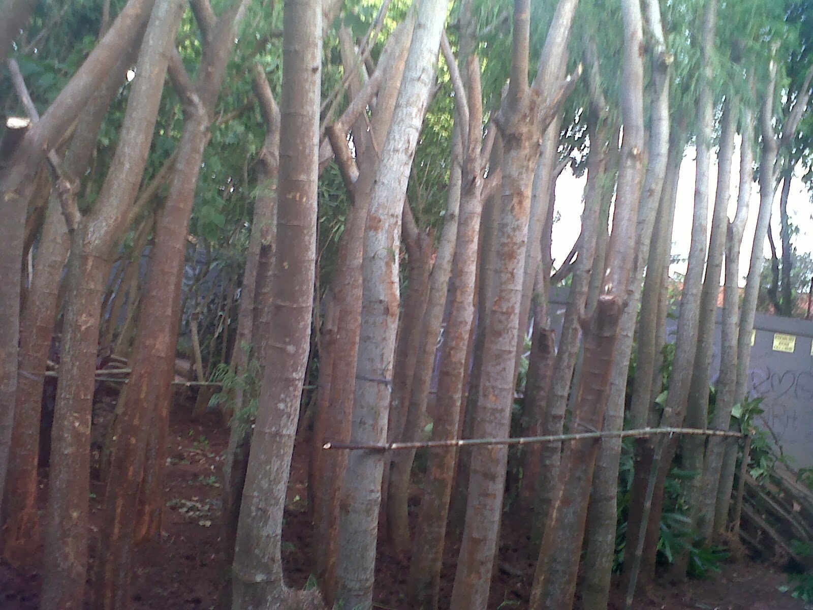 Tanaman Hias Dan Pohon Pelindung: POHON SENGON