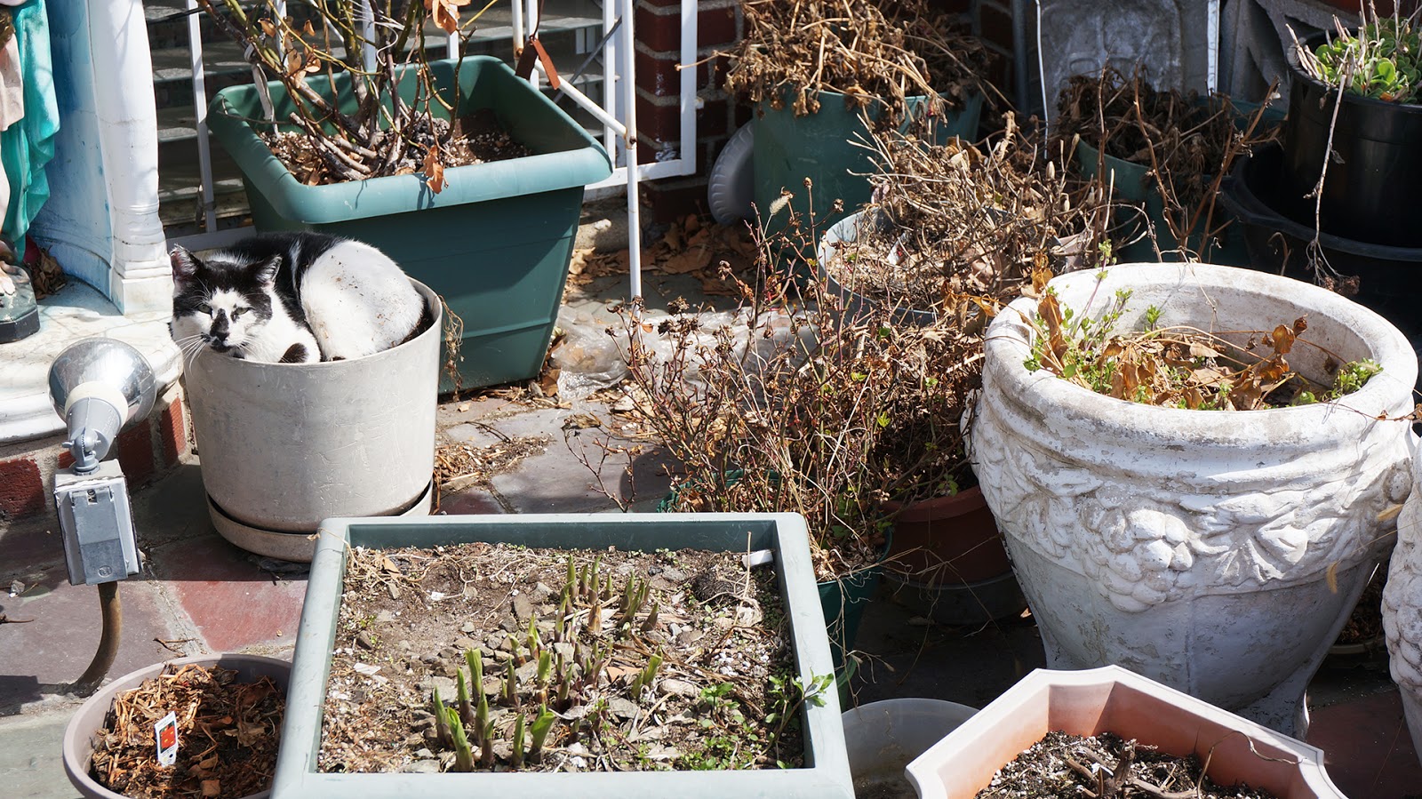 Frankie's Apartment: The Rare and Elusive Cat Plant