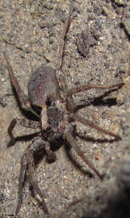 Kenyan Spiders: WOLF SPIDERS (Family Lycosidae)