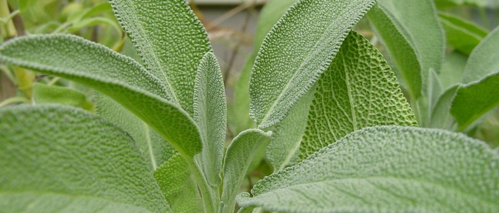 Adaçayının Faydaları