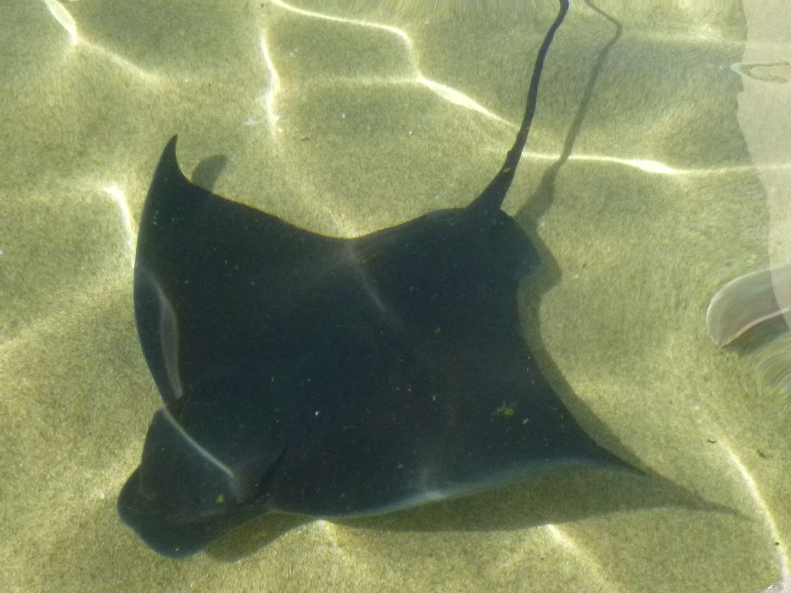 Experiencing Los Angeles: Experiencing L.A. at the Aquarium of the ...