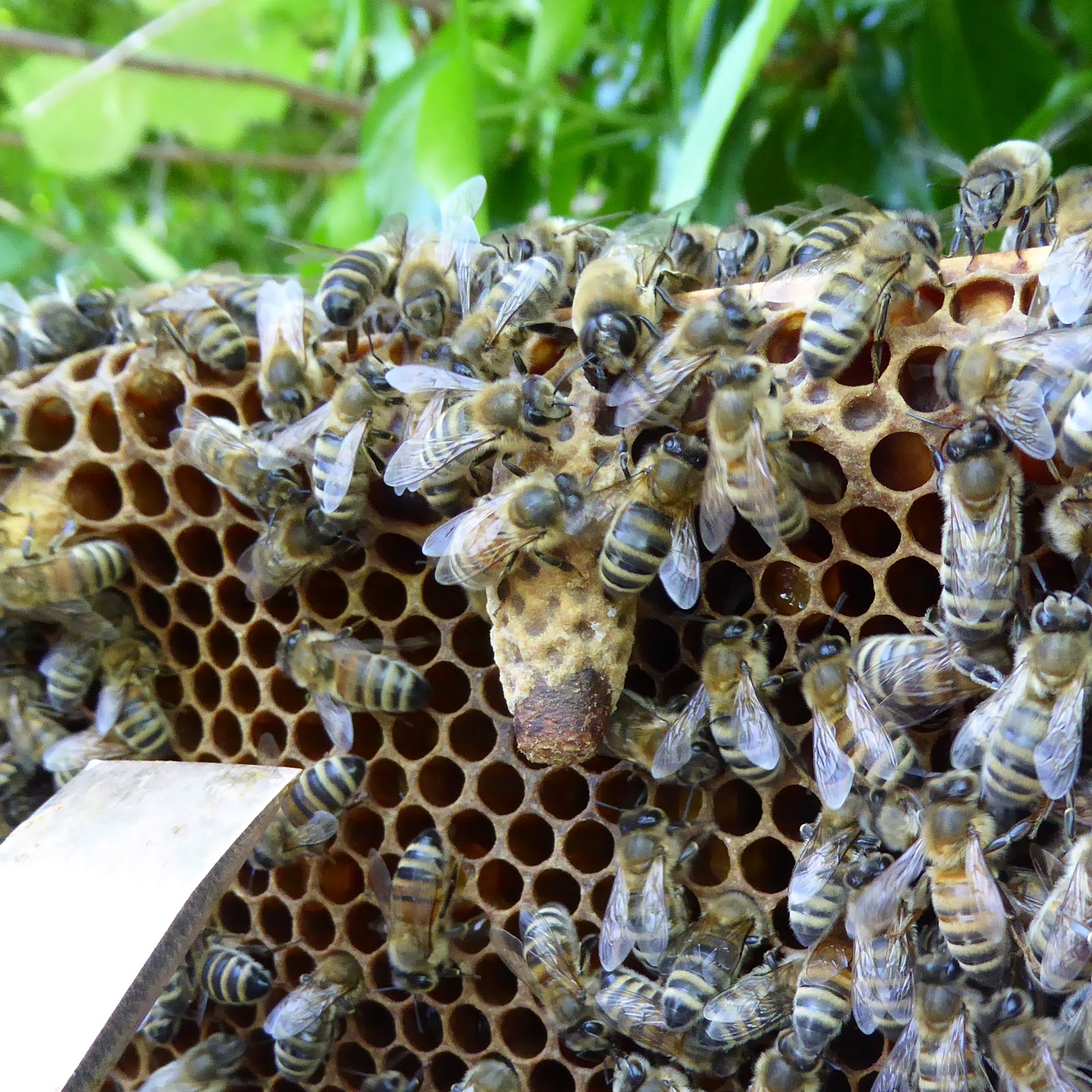 The Southdown Apiary: One Queen, Two Queen, Hatched Queen, Flew Queen