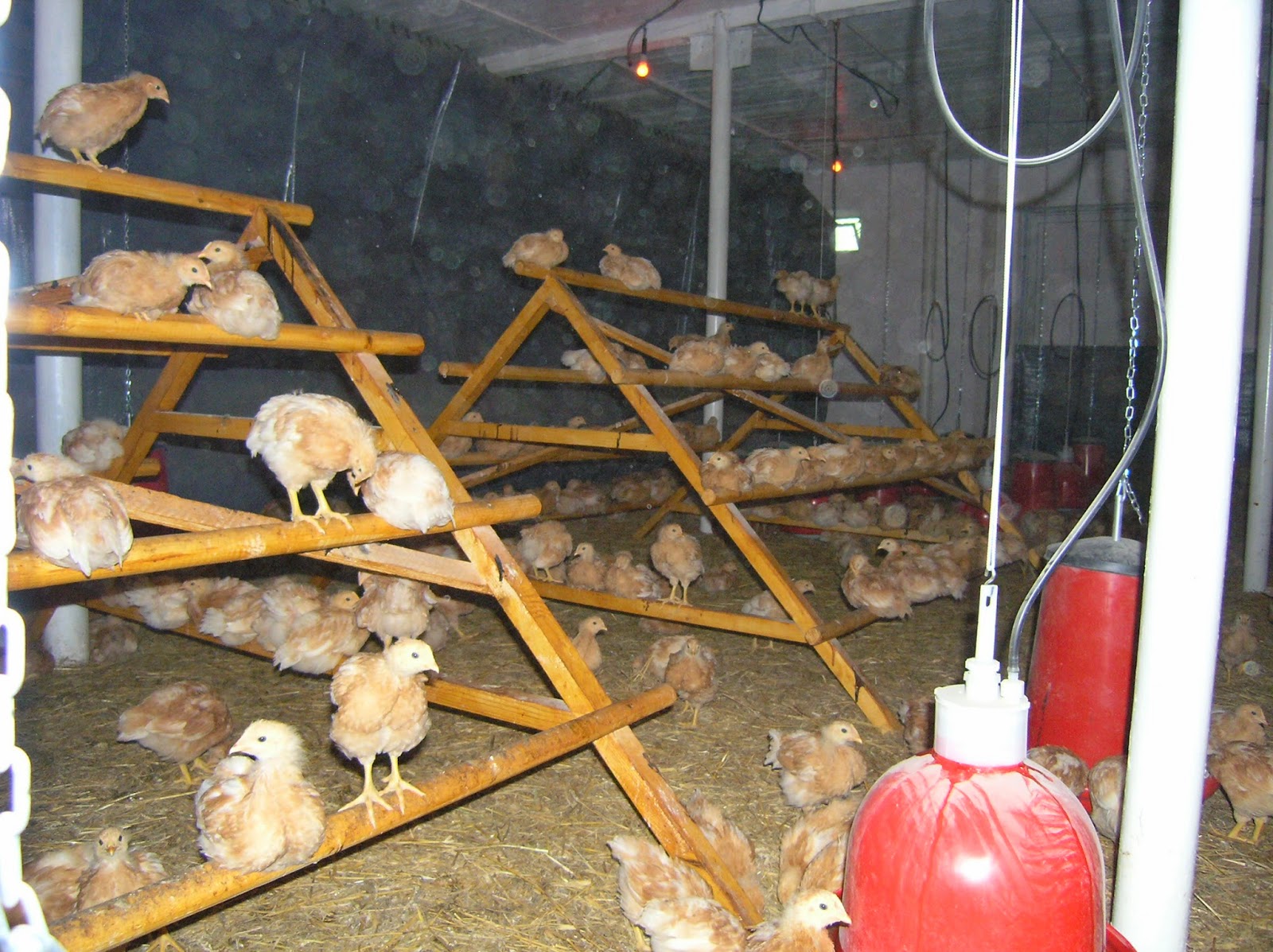 O noua ferma de gaini ouatoare in sistem free range