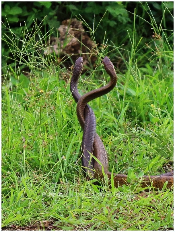 Madhu Jagdhish: 'Dance of dominance' - RAT SNAKE COMBAT DANCE