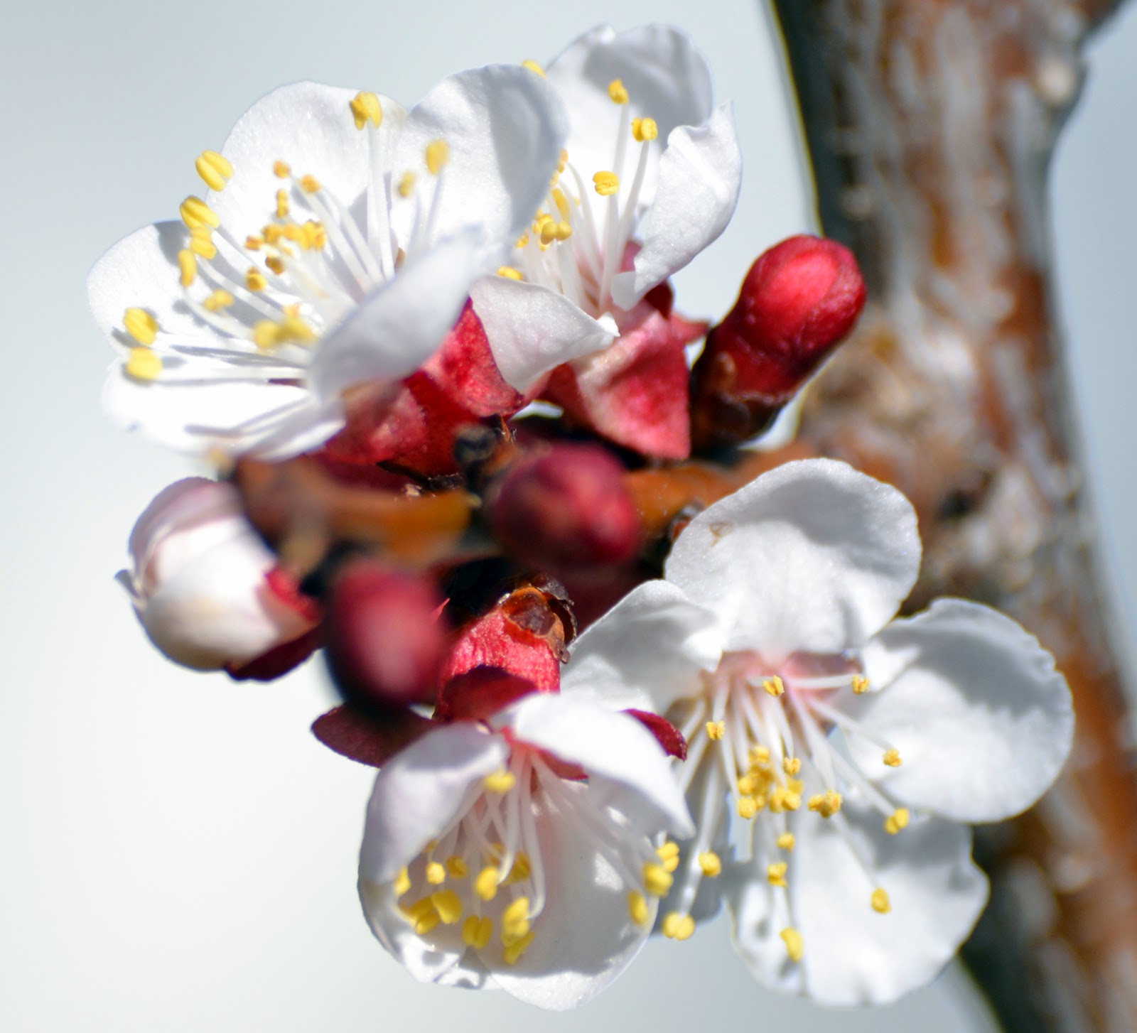 EN EL MONCAYO: Melocotonero (Flor) (Prunus persica)