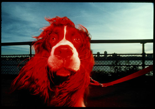 The App Wars: Chip Simons + The App Wars