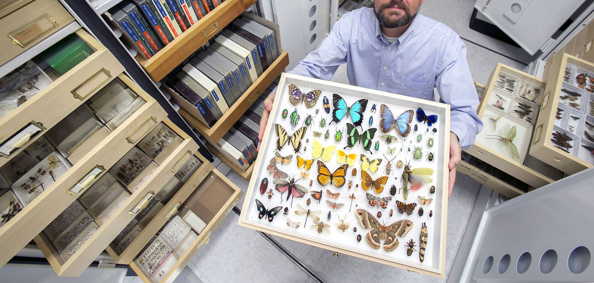 Insectario (Colección Enomologíca) y su importancia como material de ...