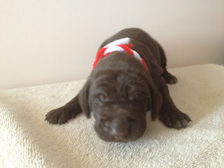 Prairie Pointer German Shorthaired Pointers: Red/White Male