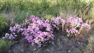PCT2016: Day 25 - Poodle Dog Bush Day