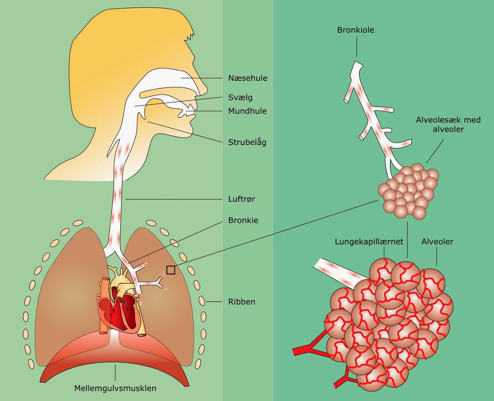 Kirstines Professions Portofolio: Modul 3 - Menneske, sundhed, miljø og ...