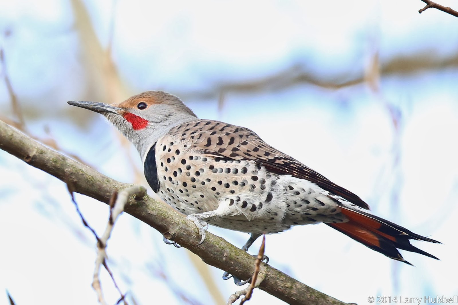 Union Bay Watch : Picidae, Picidae, What do you see?