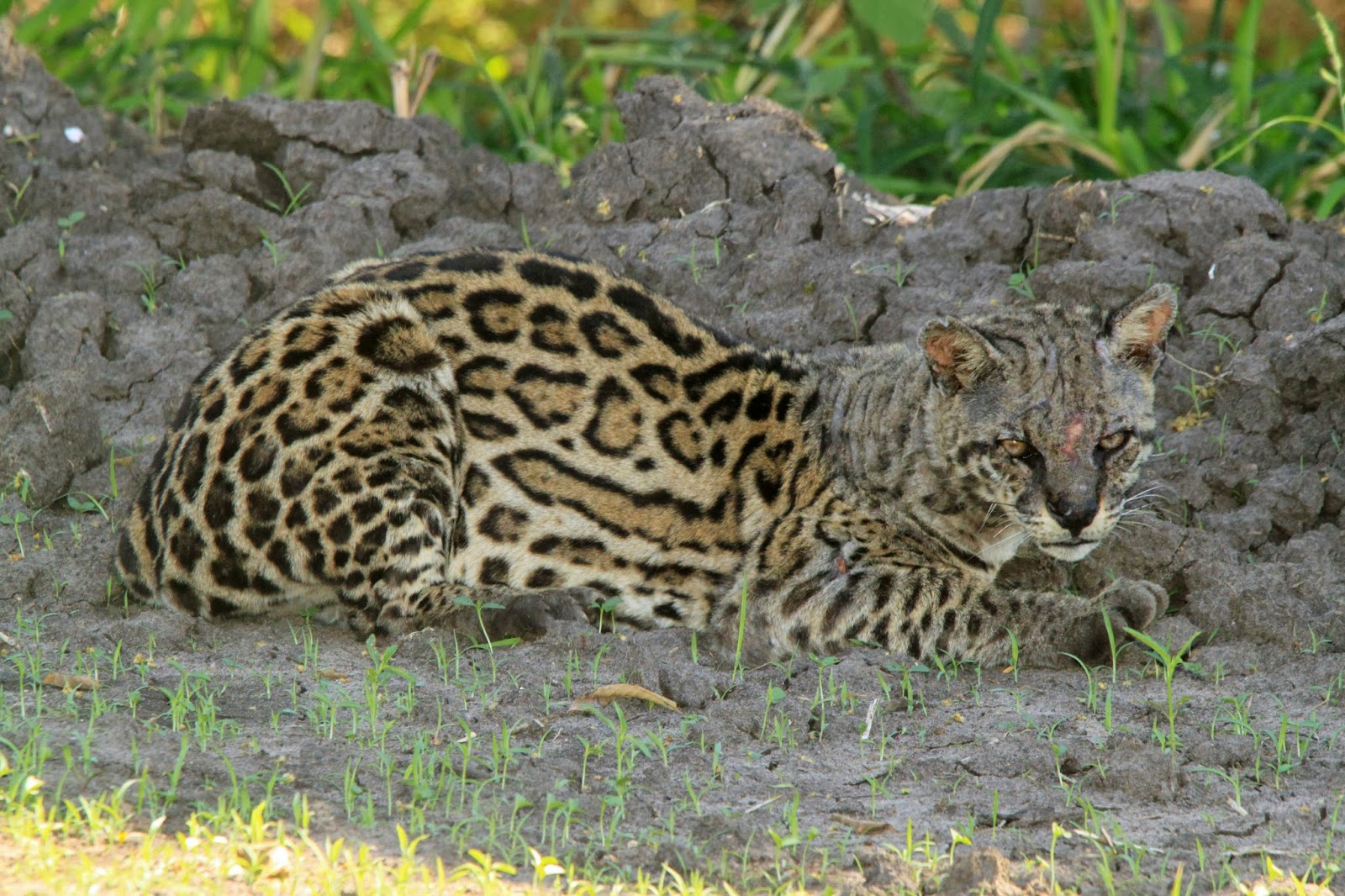 The Ginger Naturalist : September 2013