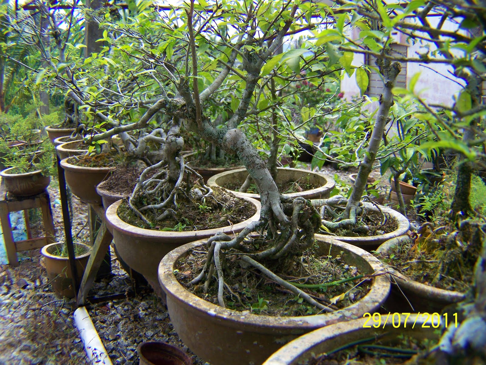 de RK Eco Gallery: Koleksi bonsai